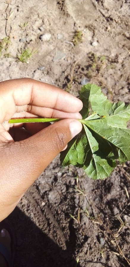 Little Fingers As Factors of Agriculture Stock Image - Image of plant ...
