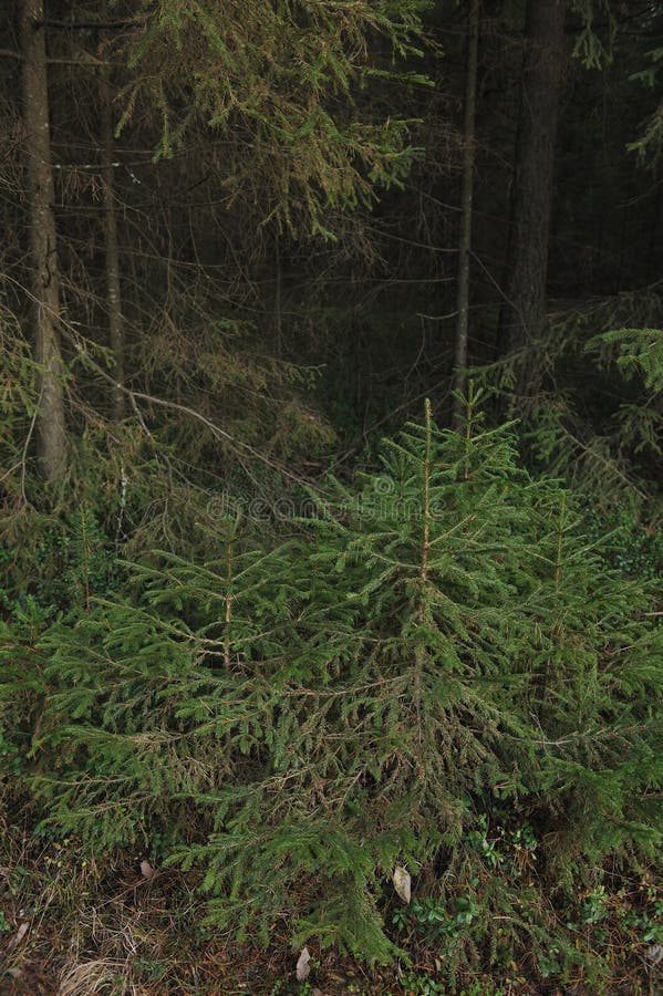 Little fir trees stock image. Image of sunlight, plant - 79813923