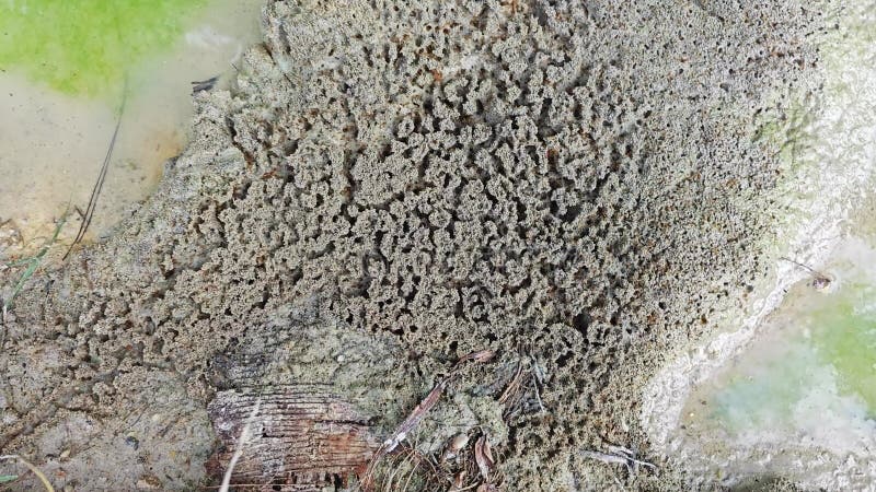 Little Fire Ant Maze Pattern Nest Pathway by the Puddle Side. Stock ...