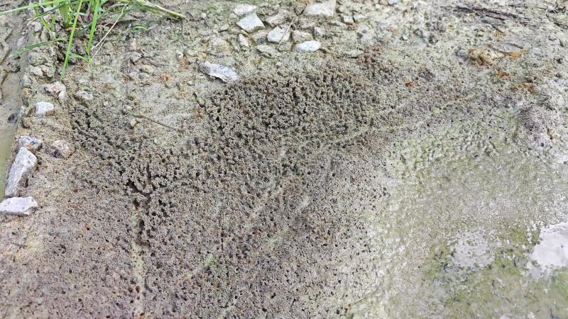Little Fire Ant Maze Pattern Nest Pathway by the Puddle Side. Stock ...