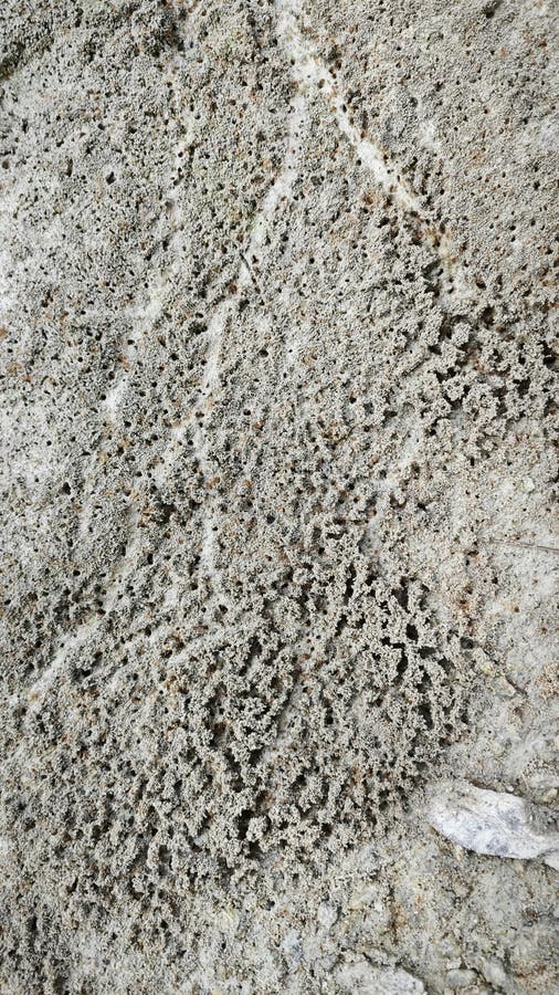 Little Fire Ant Maze Pattern Nest Pathway by the Puddle Side. Stock ...