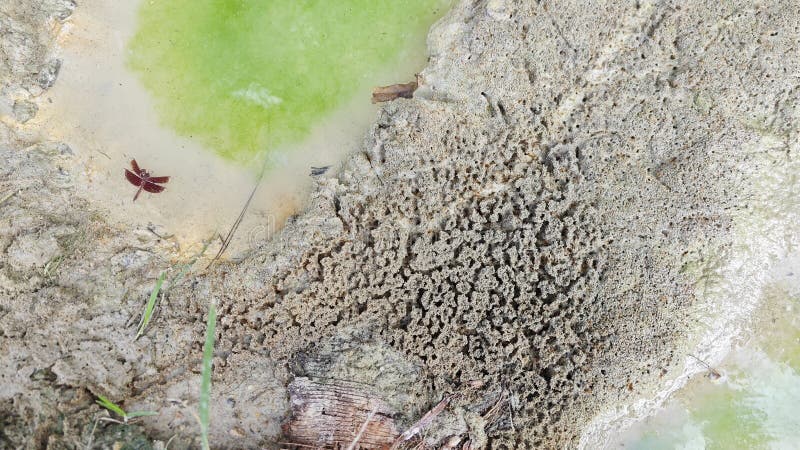 Little Fire Ant Maze Pattern Nest Pathway by the Puddle Side. Stock ...