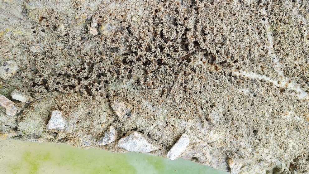 Little Fire Ant Maze Pattern Nest Pathway by the Puddle Side. Stock ...