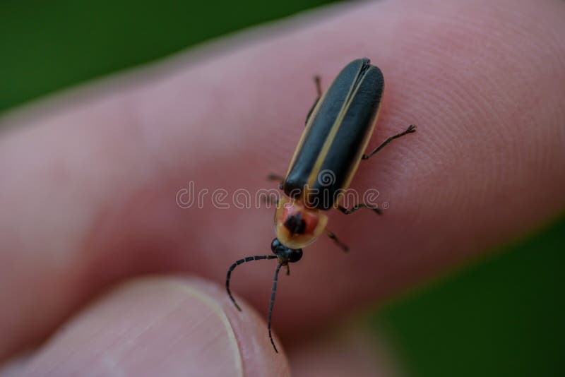 Firefly - Lightning Bug on Leaf Stock Image - Image of luminescence ...
