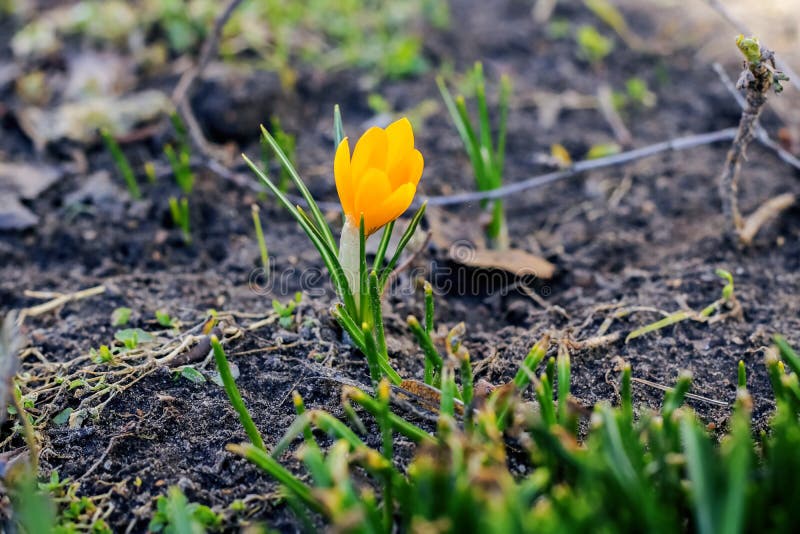 Little First Spring Flower on Earth Close Up Stock Photo - Image of ...