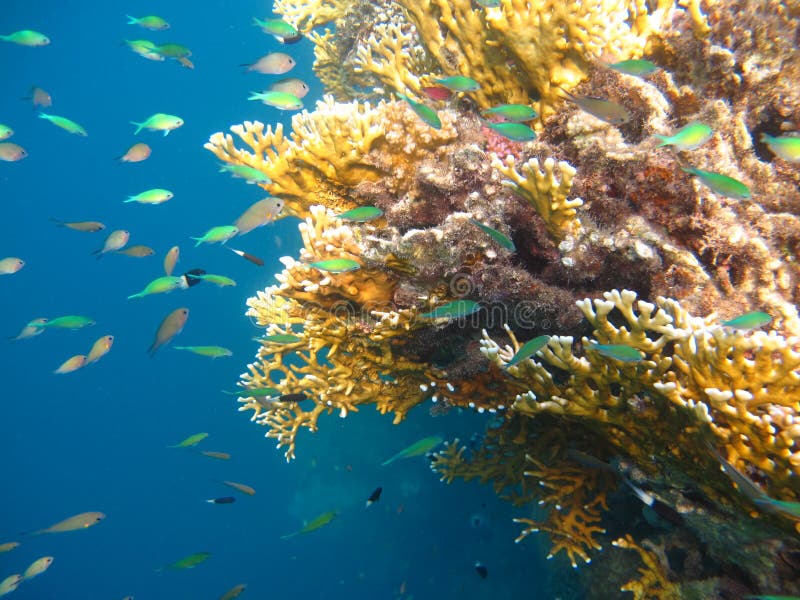 Little Fish stock image. Image of fish, green, underwater - 27241557