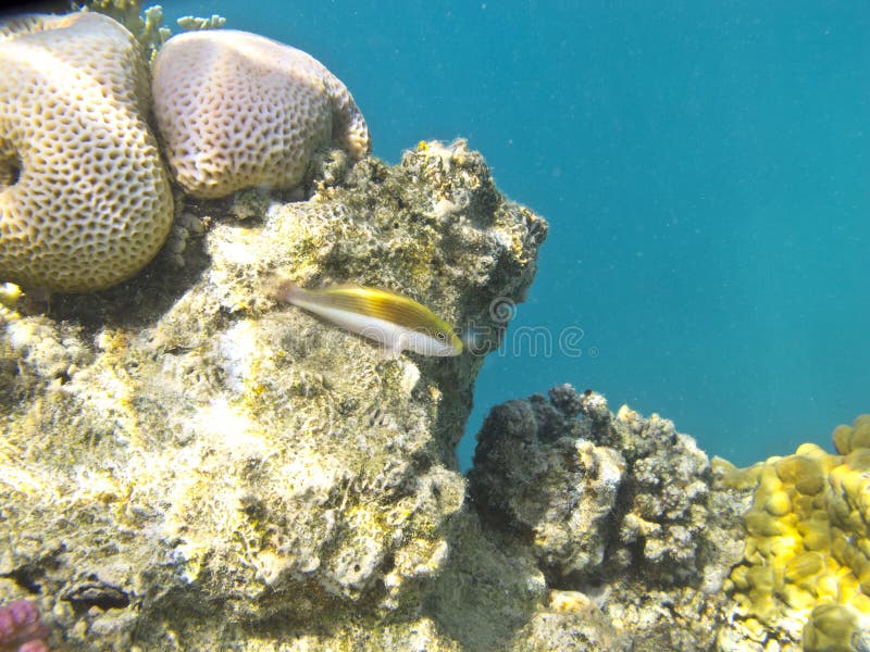 The Little Fish stock photo. Image of light, marine, egypt - 27550518