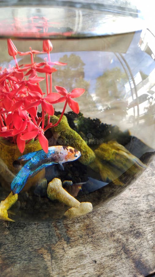 Little Fish in Alone Little Space Stock Image - Image of little, leaf ...