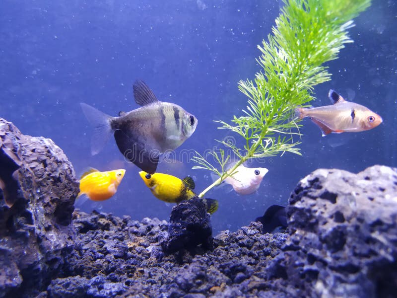 Little Fish and Big Fish are Having Chitchat Stock Photo - Image of ...