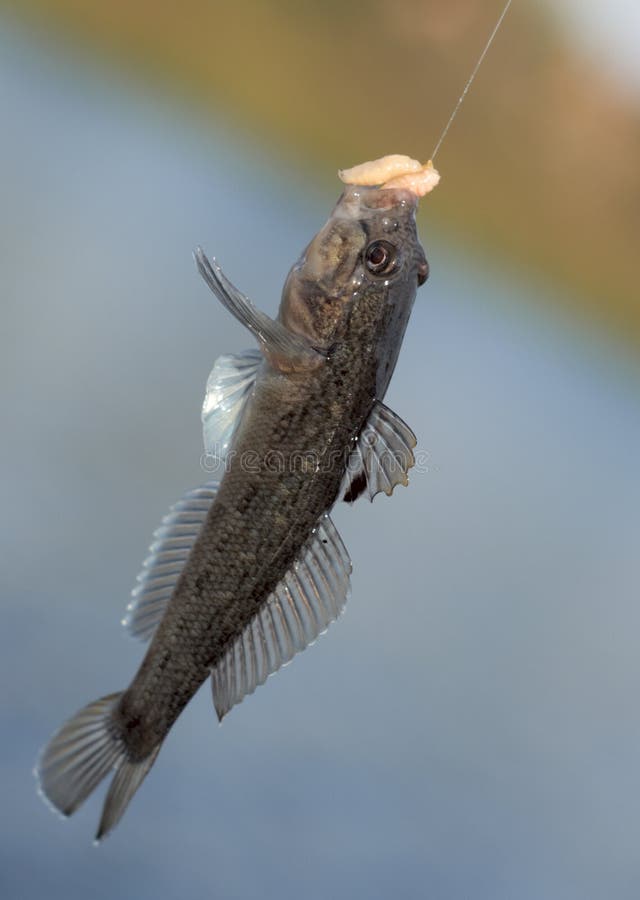 Little Fish Bit Maggot Bait Stock Photo - Image of dead, fishing: 11493440