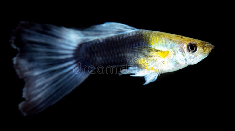 Fish on a black background stock image. Image of head - 101625251