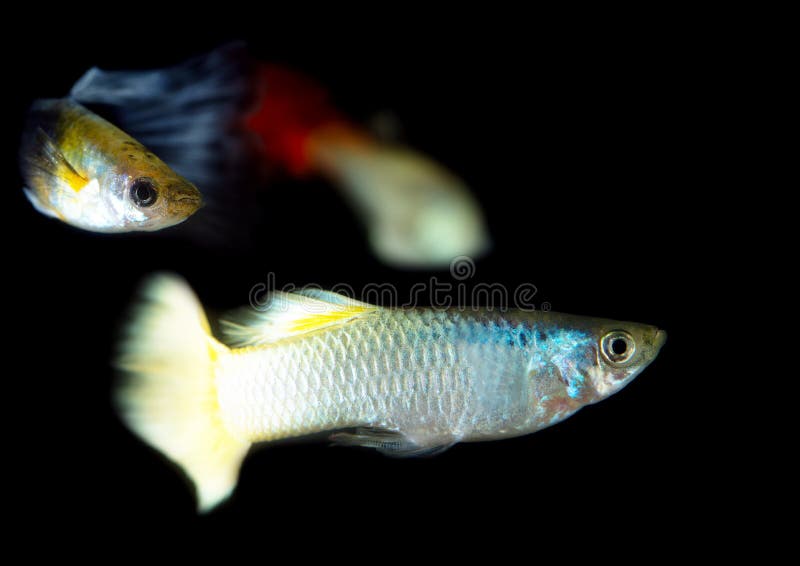 Fish on a black background stock image. Image of head - 101625251