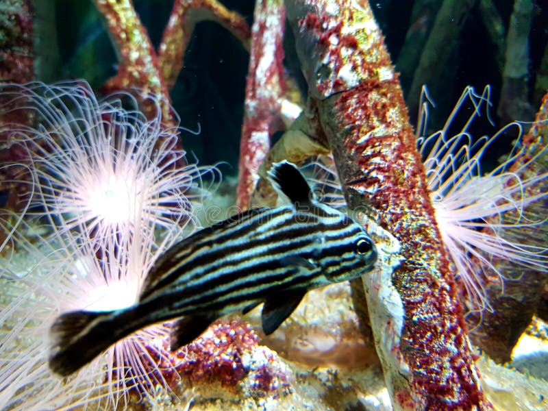 Little fish blue stock image. Image of wildlife, little - 169616067