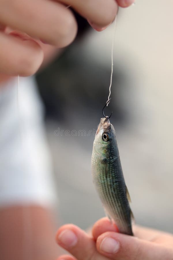 Little fish stock image. Image of catcher, bait, life - 33432139