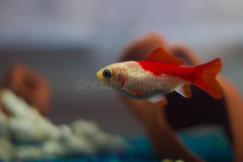 Little Fish stock photo. Image of water, color, fish - 133325526