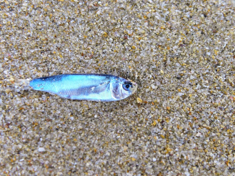 Little fish stock image. Image of fishes, south, tiny - 45198297