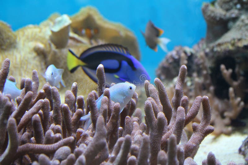 Little Fish in the Coral Reefs Editorial Stock Image - Image of ocean ...