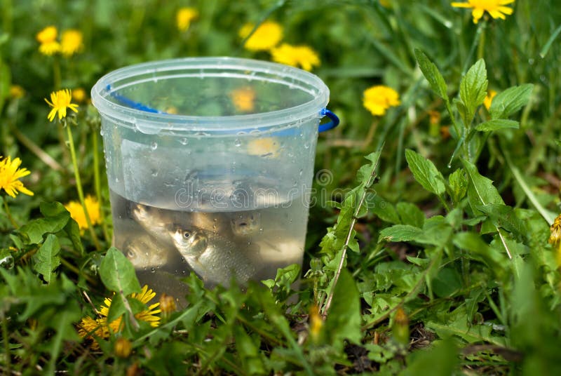 Little Fish Crowded in the Plastic Bucket Stock Photo - Image of filled ...