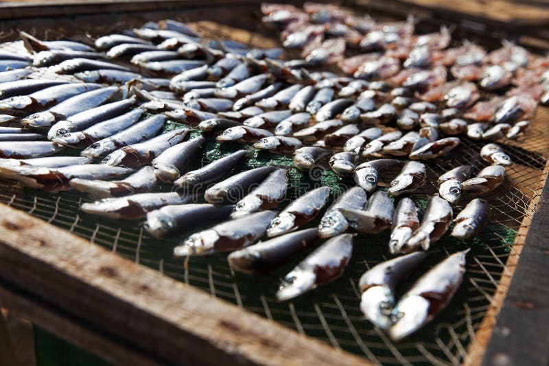 Little Fish are Dried in the Sun Stock Image - Image of portugal ...