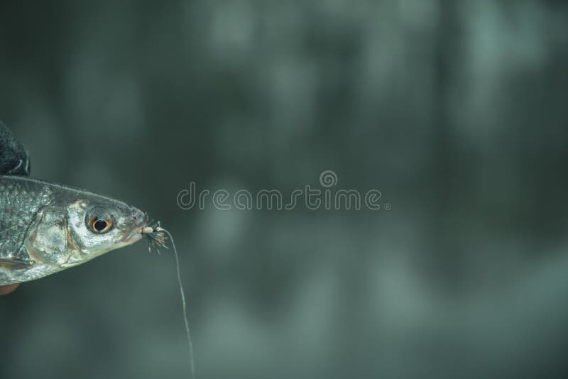 The Little Fish with a Dry Fly Attached To the Mouth Stock Image ...