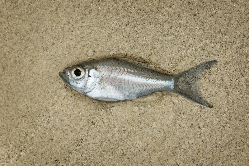 Little Fish Drying on the Sand Beach Stock Image - Image of background ...