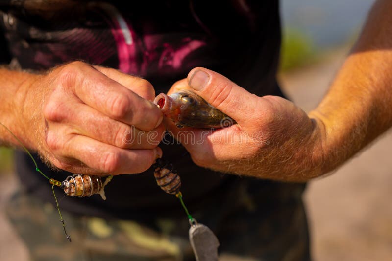 Little Fish in a Fisherman Hands Stock Image - Image of angler, fish ...