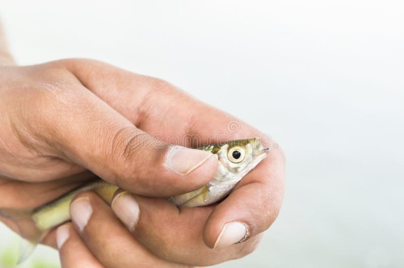 Little Fish in Fisherman Hands Isolated Stock Image - Image of ecology ...