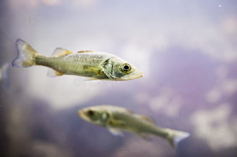 Little Fish in a Freshwater Aquarium Stock Image - Image of scales ...