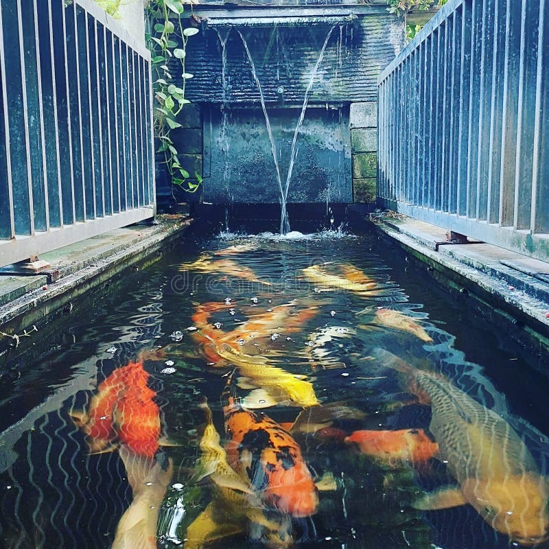 The little fish grow big stock photo. Image of blue - 262693502