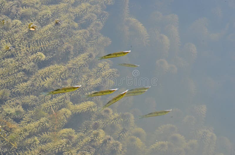 Little Fish Herd and Algae in Clear Water Stock Image - Image of algae ...