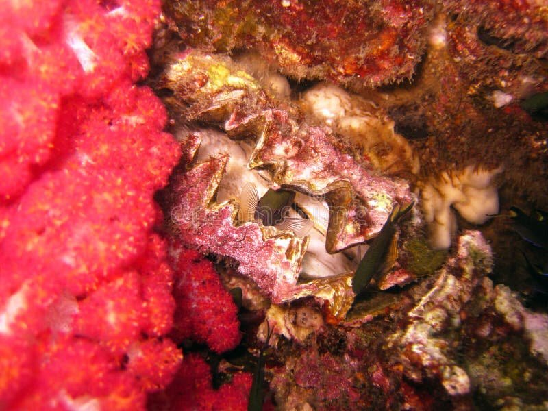 Little Fish Hiding in a Shell Stock Image - Image of beach, finding ...