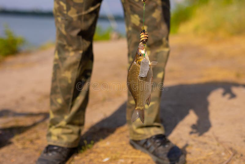 Little fish on a hook stock photo. Image of wild, river - 152812194