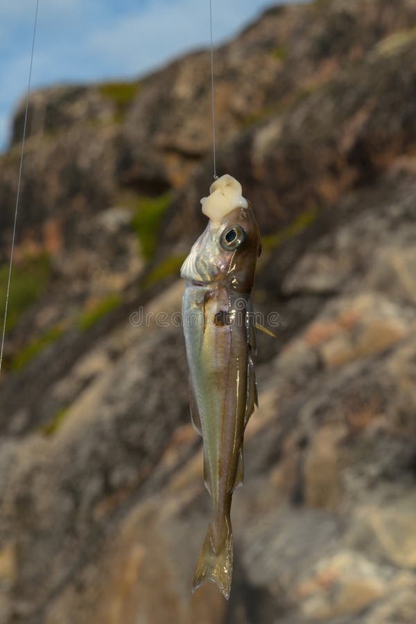 Little Fish on the Hook.Fish Caught in the Sea Stock Image - Image of ...