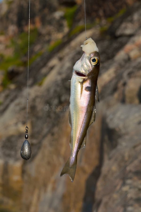 Little Fish on the Hook.Fish Caught in the Sea Stock Photo - Image of ...