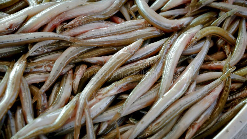 The little fish stock image. Image of thailand, river - 52277989