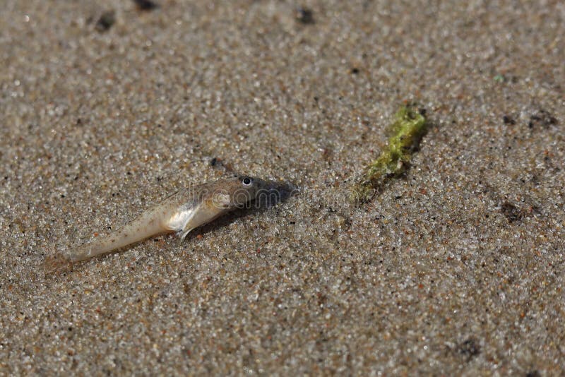 Little Fish Sandy Beach Has Died Stock Photos - Free & Royalty-Free ...