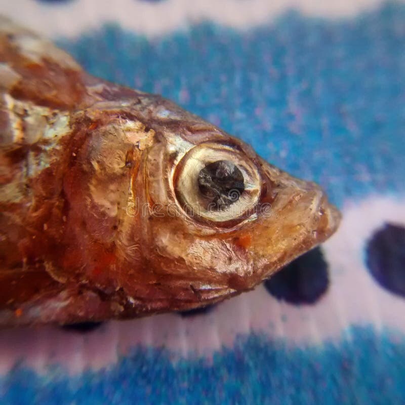 Little fish stock image. Image of little, ocean, food - 47299115