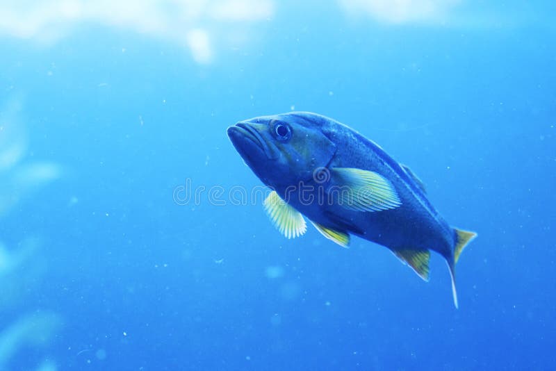 Little fish stock image. Image of ocean, aquarium, water - 48561975