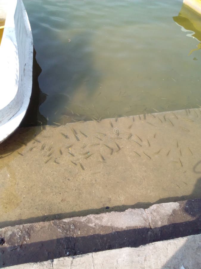 Little fish stock image. Image of little, pond, fish - 152517183