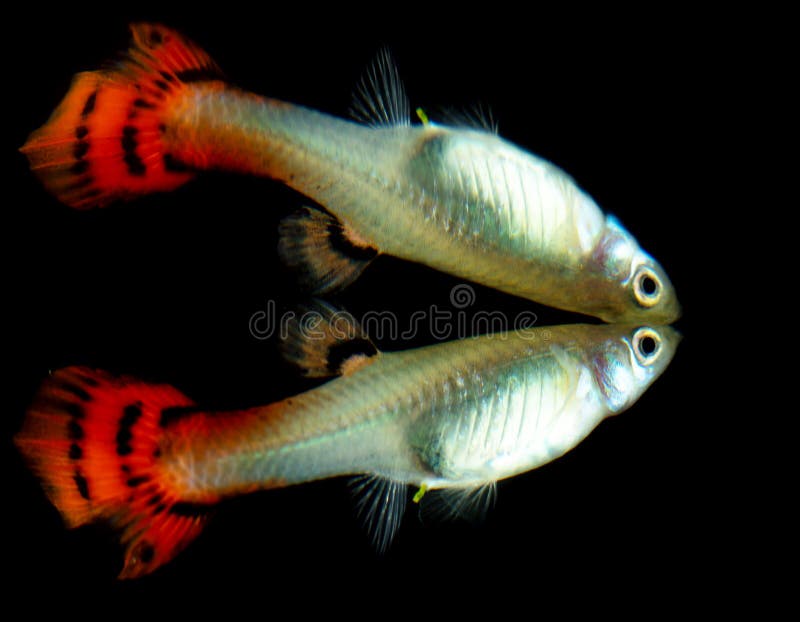 Fish Reflection in Aquarium Stock Photo - Image of fish, cellphone ...