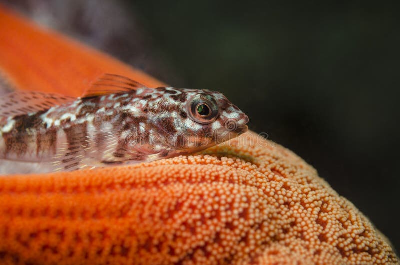 Little fish stock image. Image of fjord, fish, ocean - 52675849