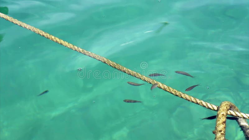 Little Fish at the Bottom of the Sea in Maddalena Stock Footage - Video ...