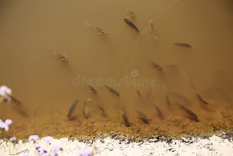 Little fish. stock image. Image of small, shore, animal - 66660777