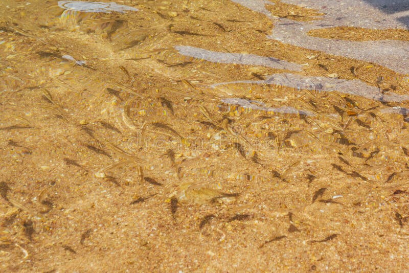 Little fishes in the sea stock photo. Image of biodiversity - 164692562