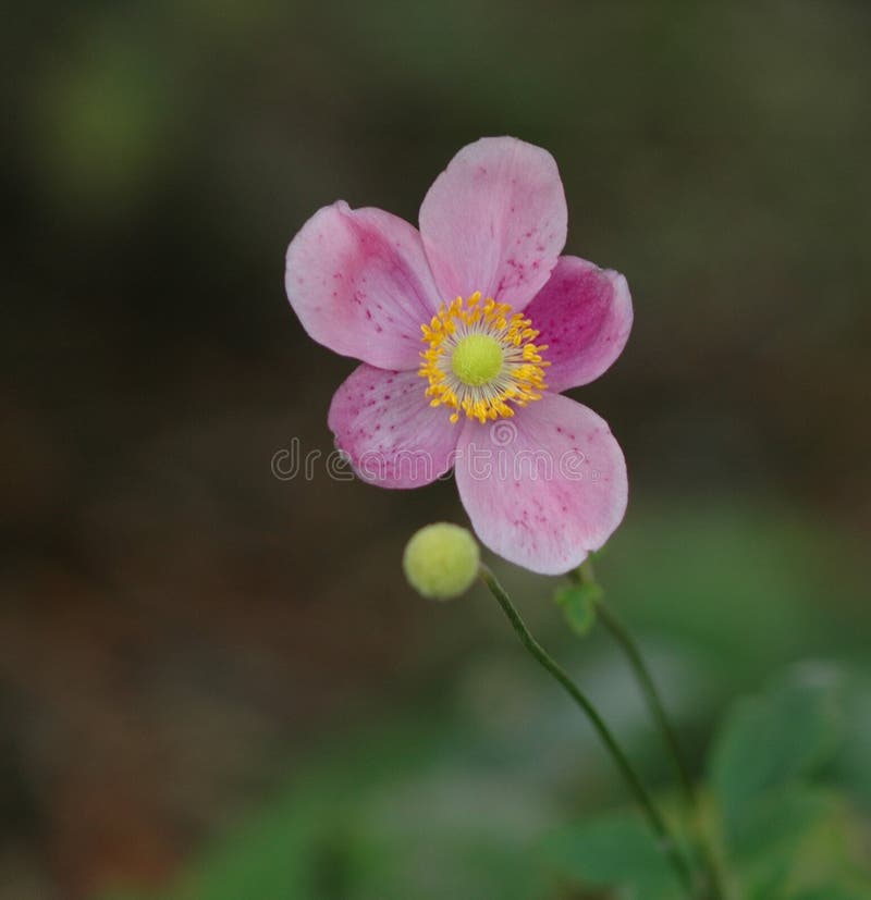 Little Five Picture. Image: 332914