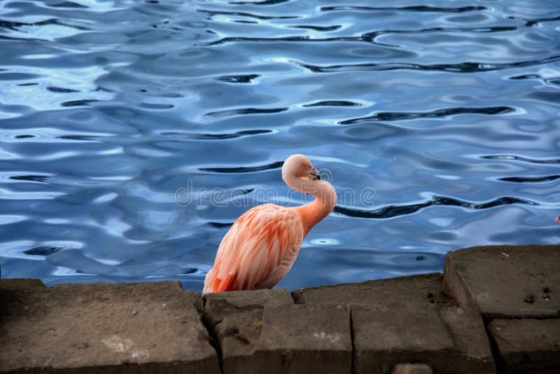 Flamingo in the pool stock image. Image of aquatic, vacation - 258553163