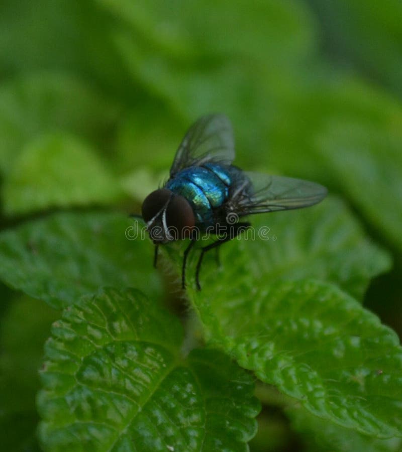 Little flies resting stock photo. Image of flies, green - 97613656