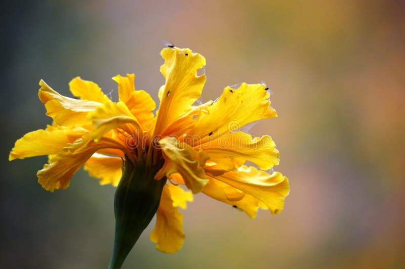 Little Flies on a Spider S Web on a Flower Stock Photo - Image of leaf ...