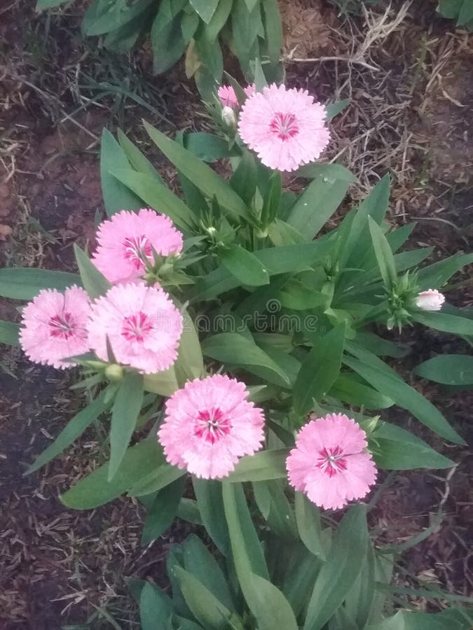 Little flower stock photo. Image of pink, flower, grass - 138785712