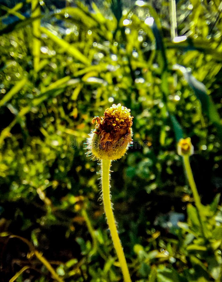A little flower stock image. Image of tree, blossom - 197110307